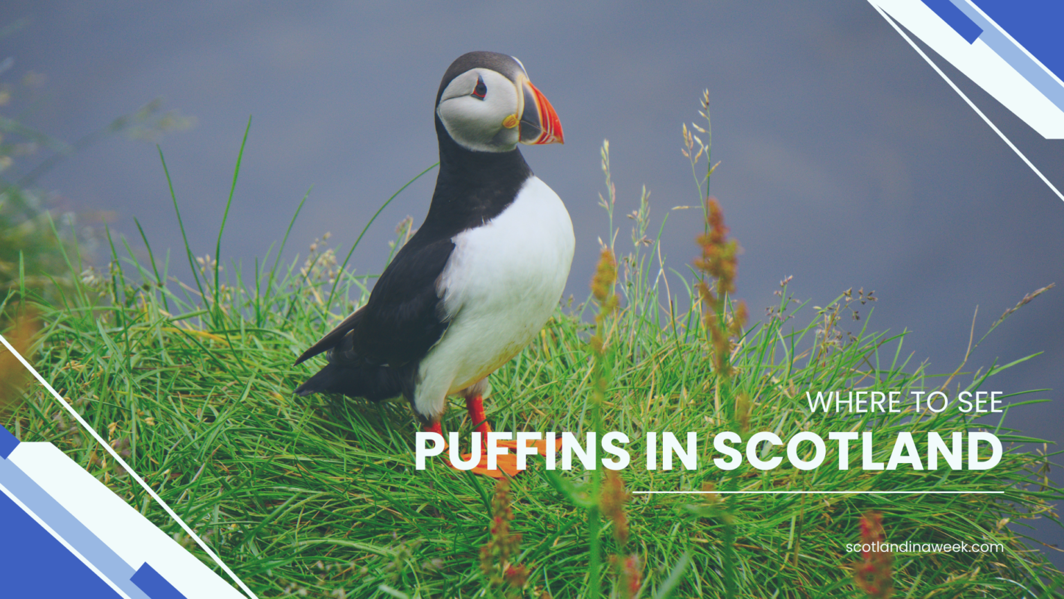Where to See Puffins in Scotland | Scotland in a Week