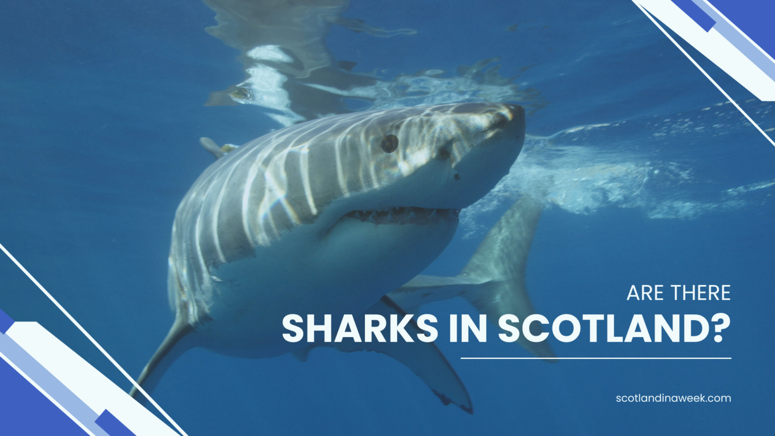 Are There Sharks in Scotland? | Scotland in a Week